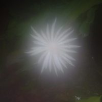 Intuitive,Medium Marsha Crawford-Montgomery – "So You Want To Be A Psychic"